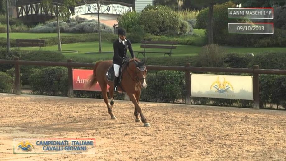 Italian stallion Lord Dix approved by Belgian studbook SBS ...