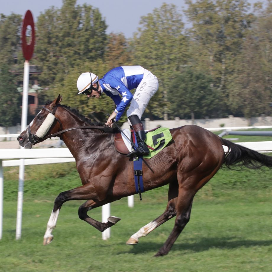 HorseShowJumping | News and Events from the world of Equestrian Sports