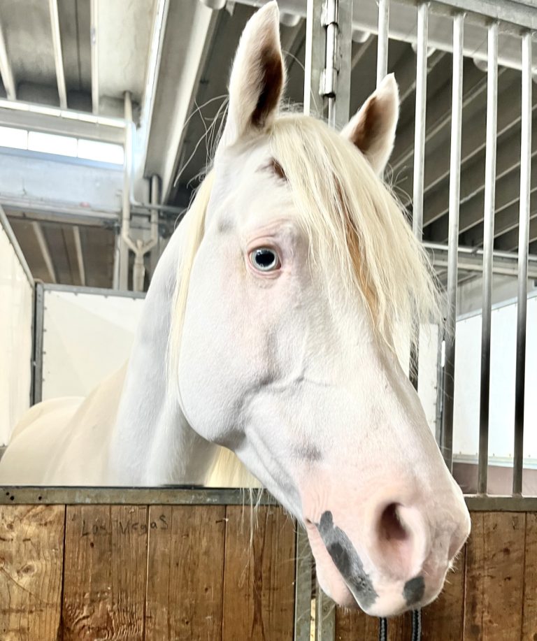 Associazione Italiana Cavallo Quarab: storia della razza