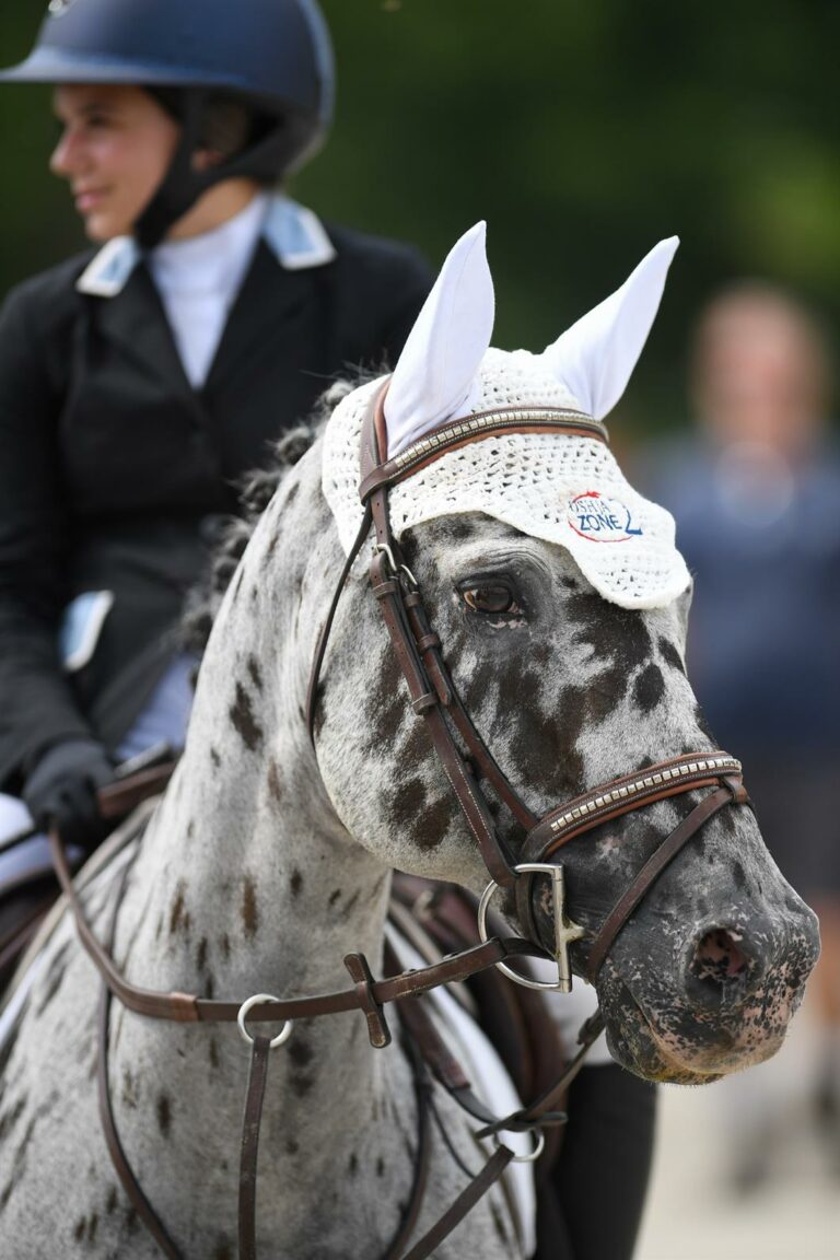 Origini e caratteristiche dell’Appaloosa, la razza di cavalli dei Nez ...