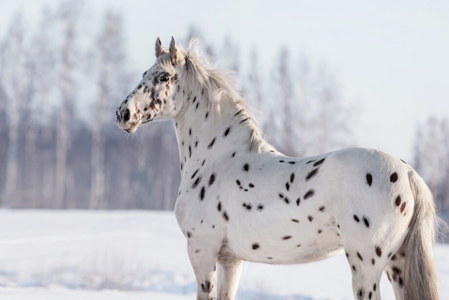 Il cavallo Appaloosa: una razza con una storia antica | HorseShowJumping.tv