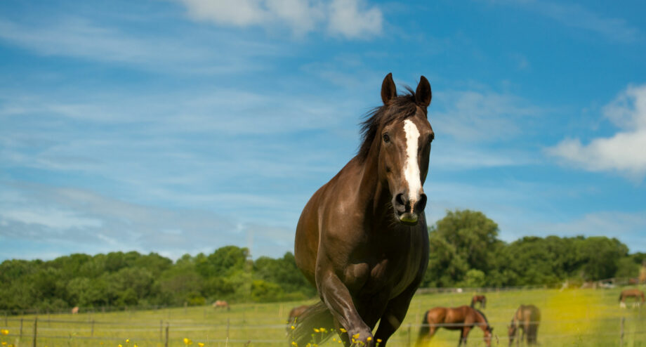 Selle Français: l’eccellenza del cavallo Francese | HorseShowJumping.tv