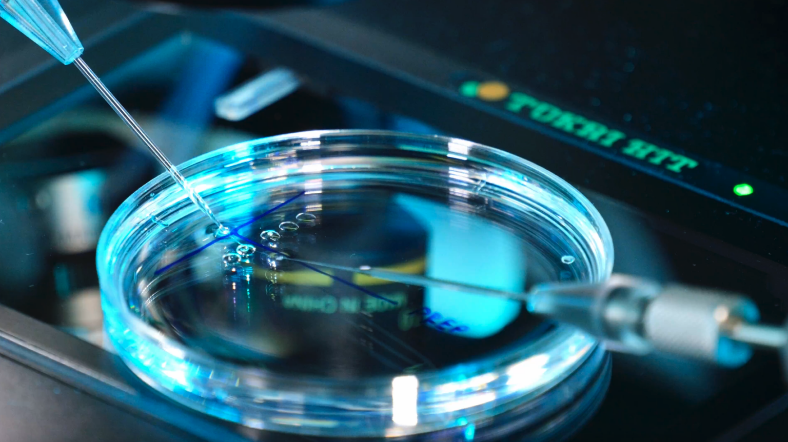 Avantea: Excellence in Assisted Equine Reproduction