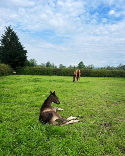 The advantages of OPU in equine reproduction