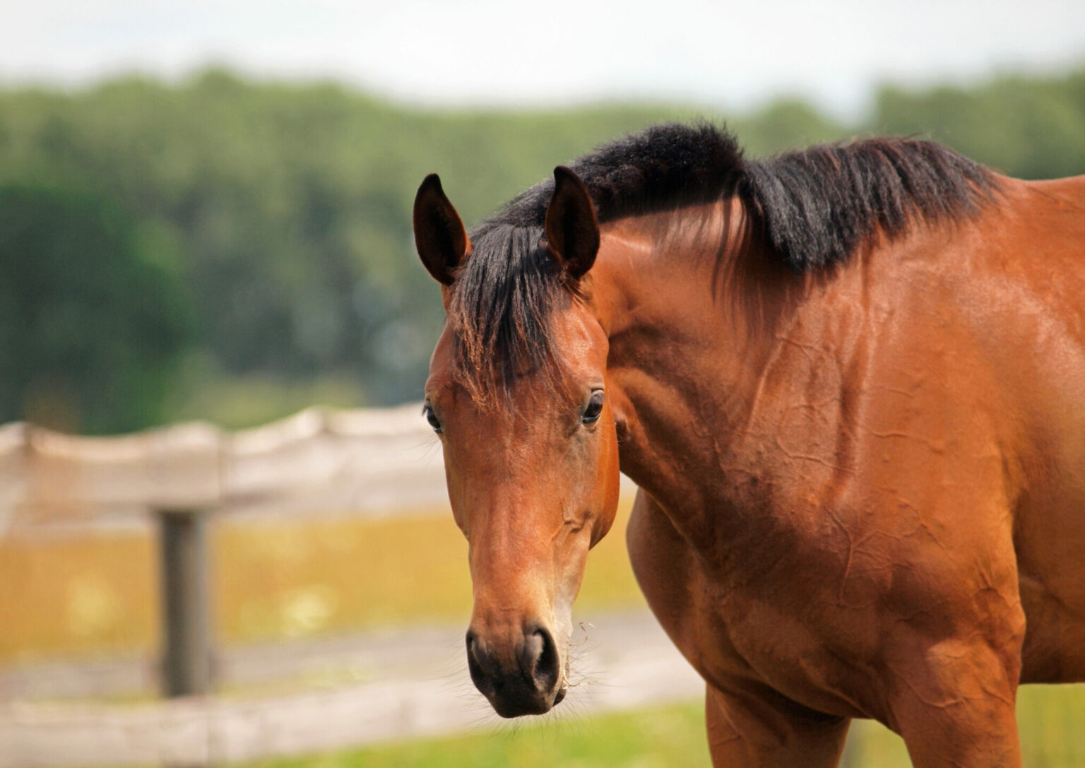 Equine intestinal parasites: modern control